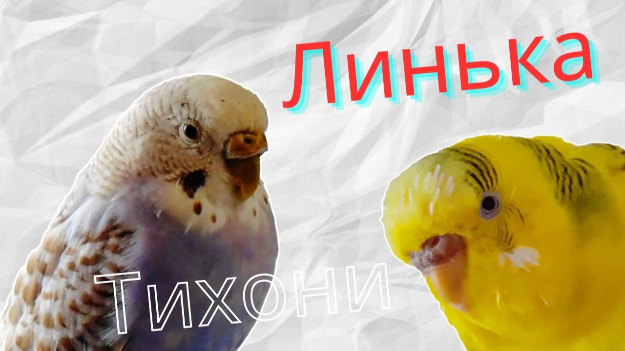 Пара попугаев Чика и Молли