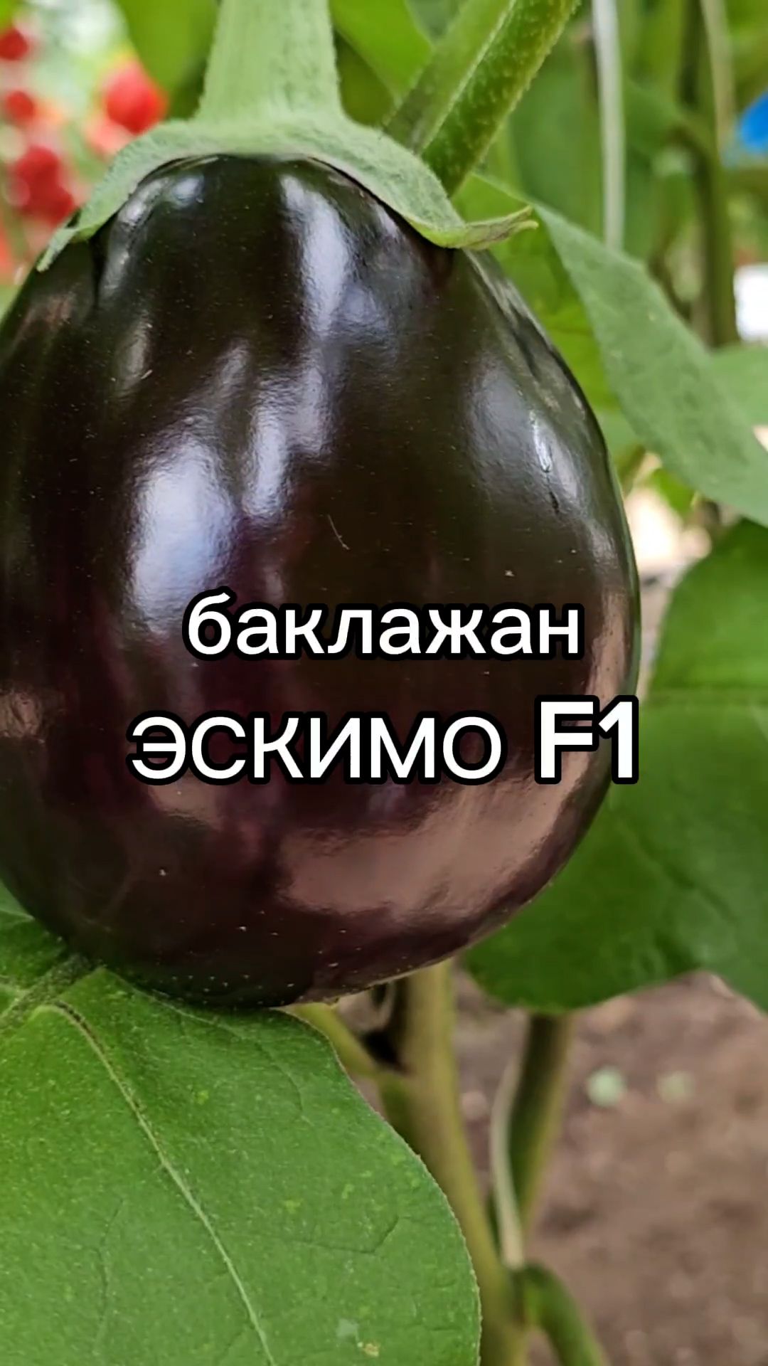 Баклажаны