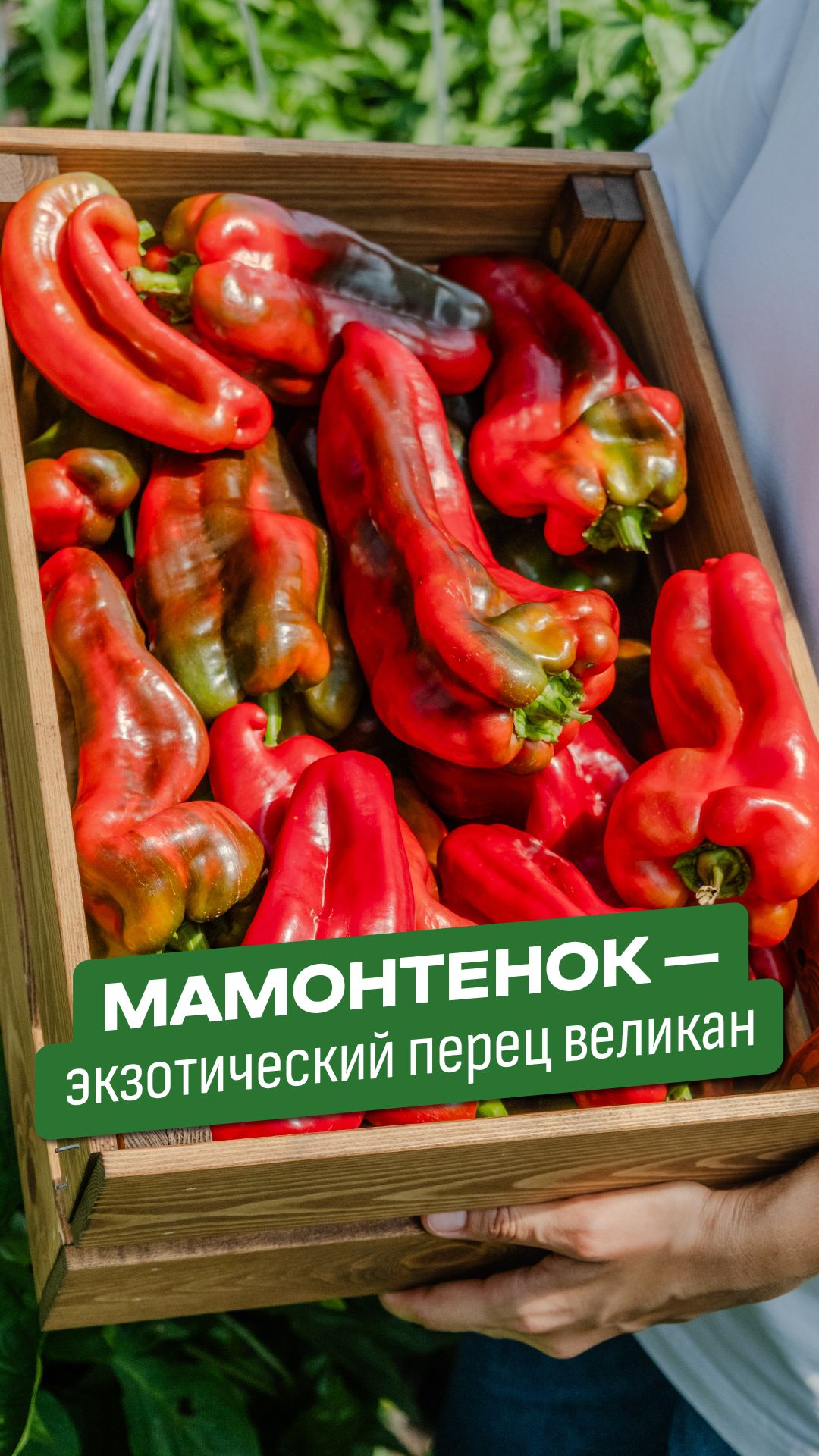 Перцы