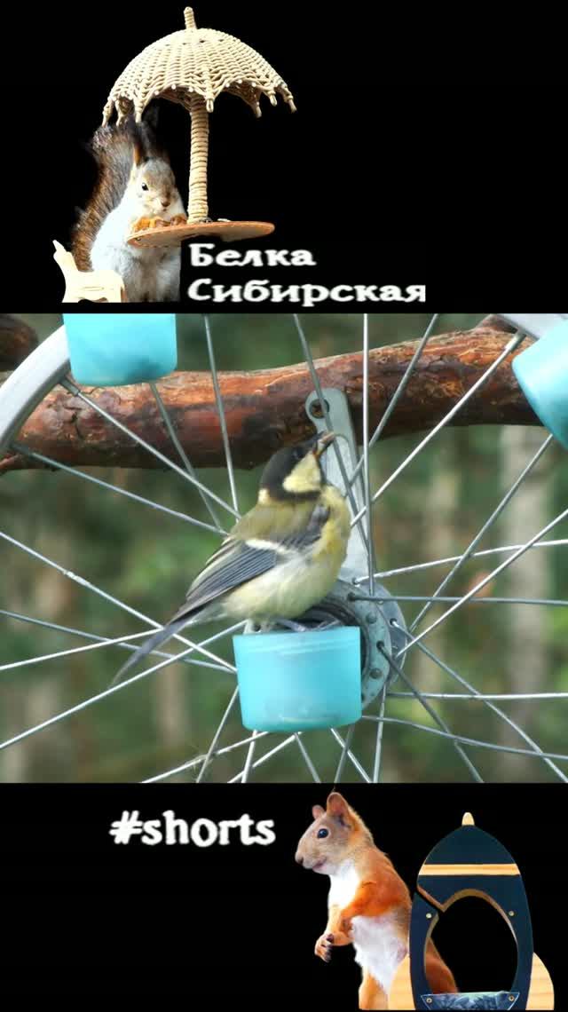 Кормушка ″Карусель″