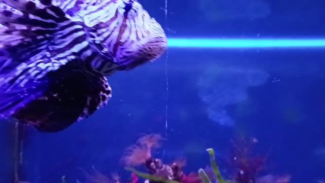 Релакс видео