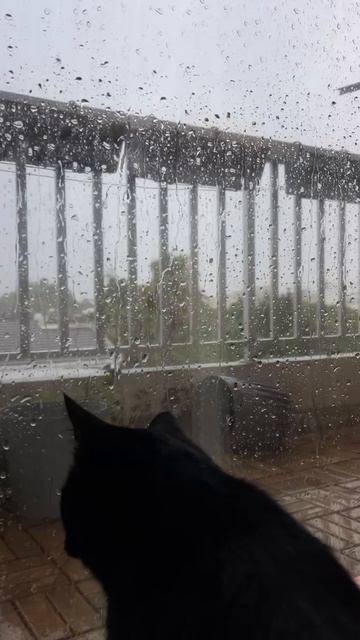 Кот, кошка, собака , конь , лошадь, зубр, животные, птицы, насекомые, Cat, cat, dog, horse, horse, bison, animals, birds, insects