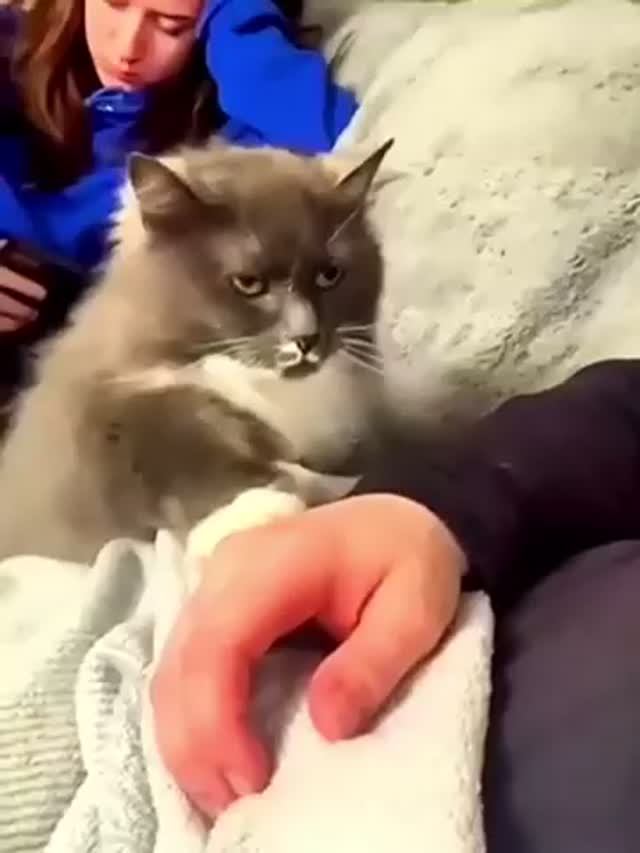 Животные