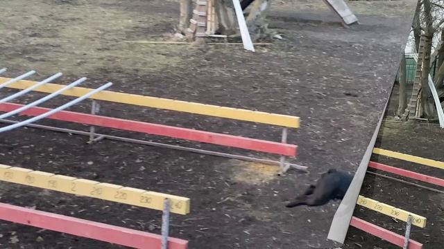 Спортивный тренинг