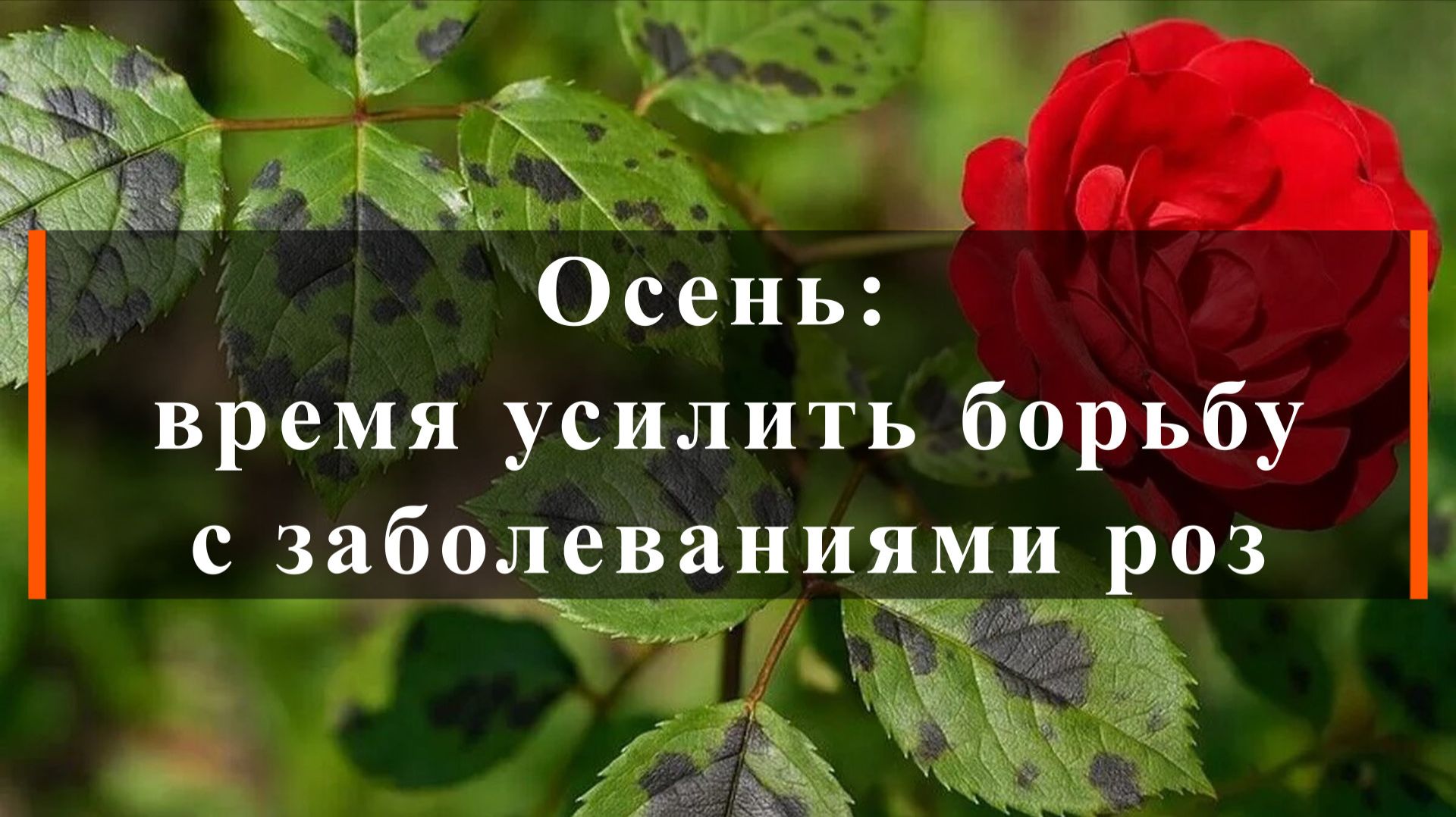 Кормление и обработка роз