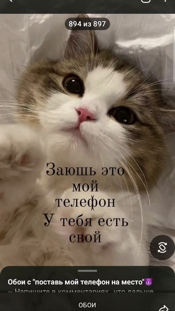 мемы