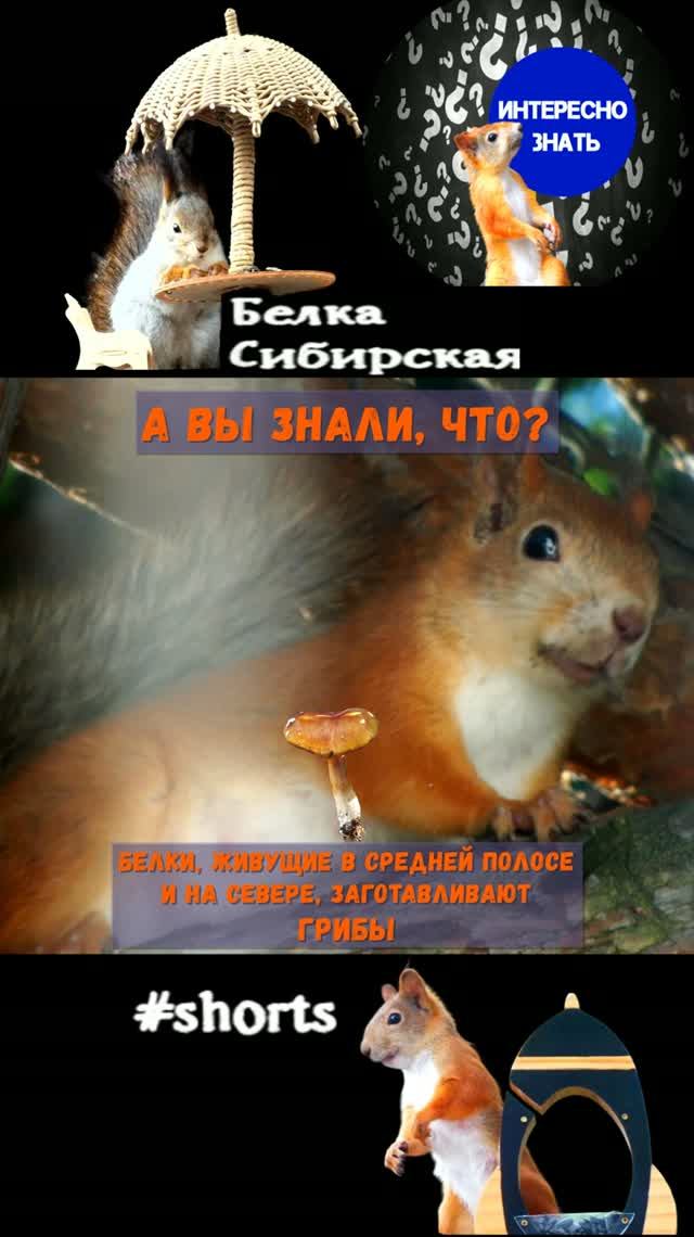 Интересные факты о животных и мои наблюдения