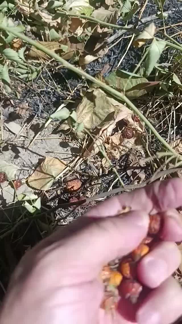 Готовим на свежем воздухе