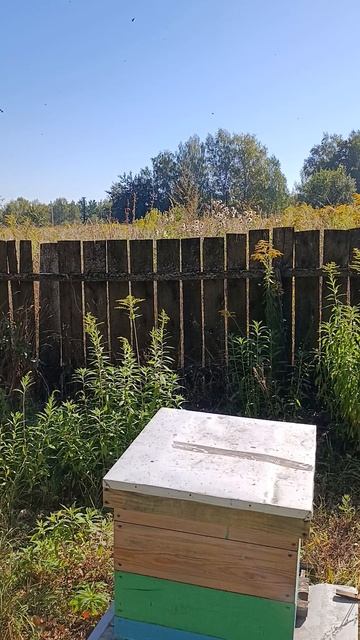 пчеловодство