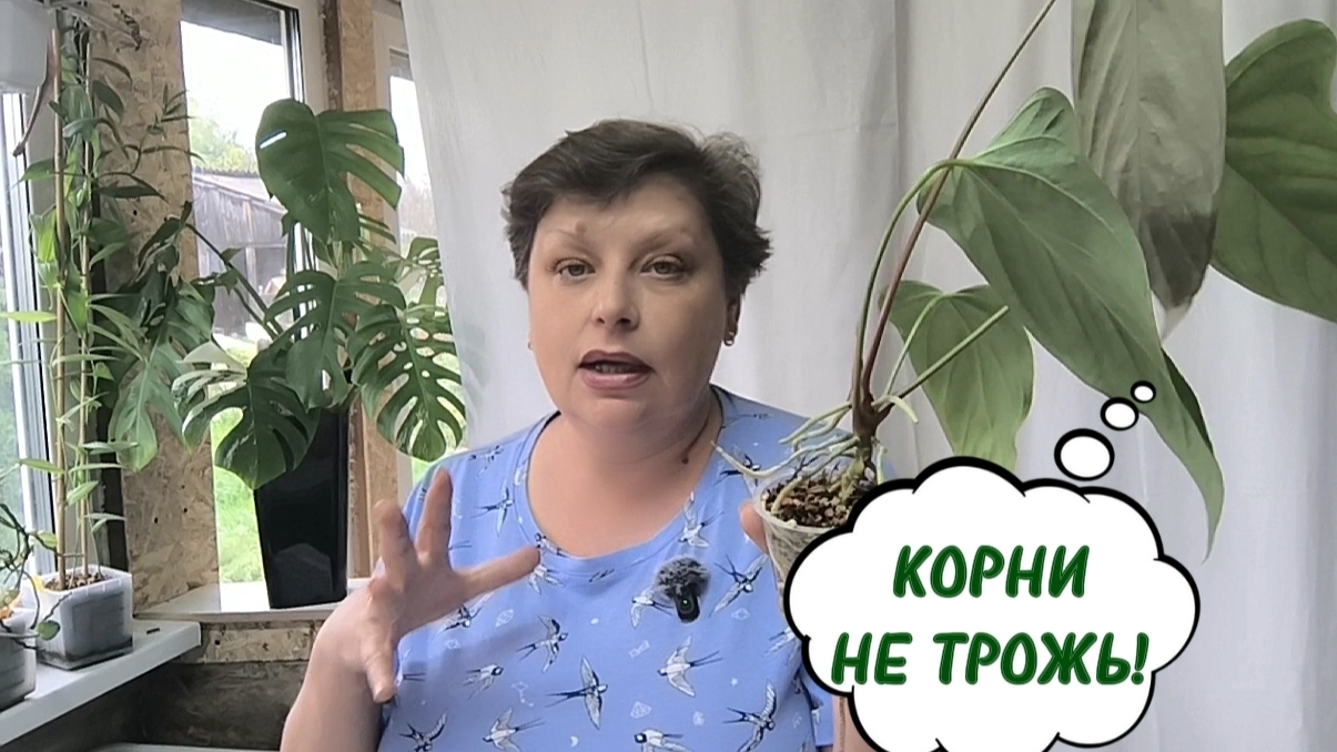 Антуриум