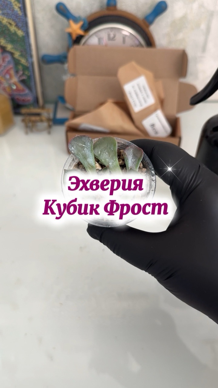 Комнатные растения