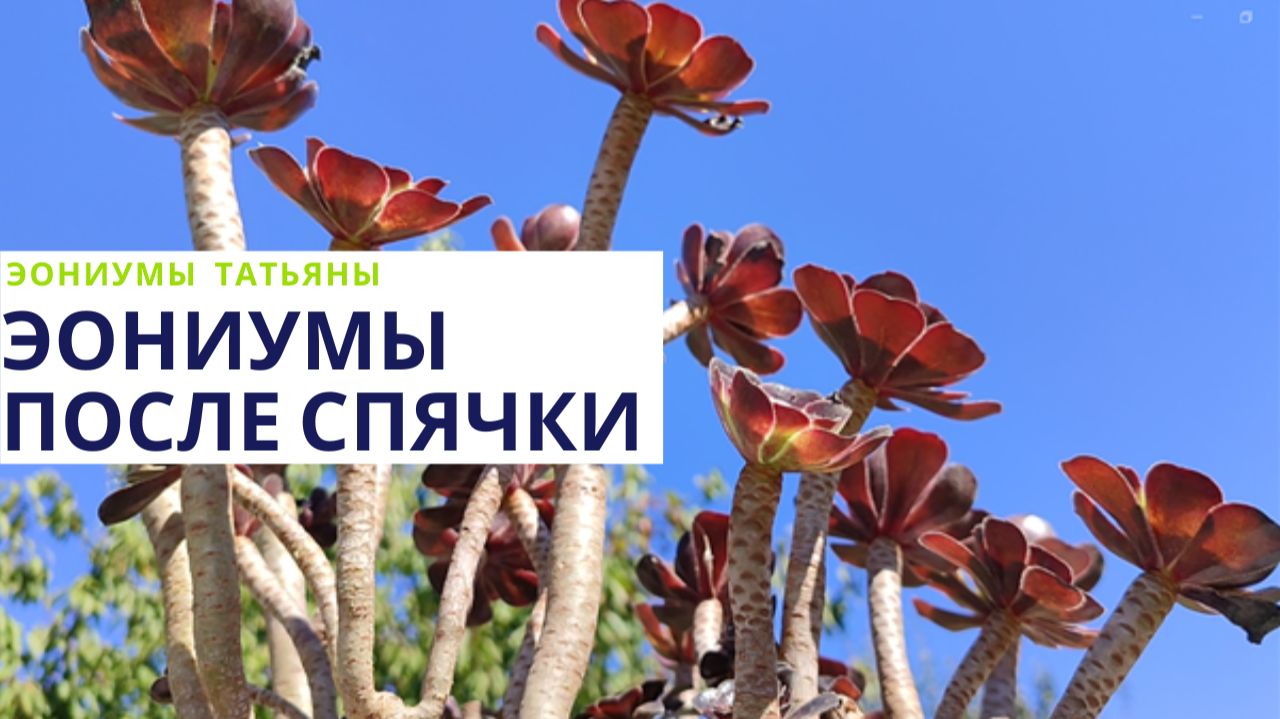 Сезон покоя. Лето
