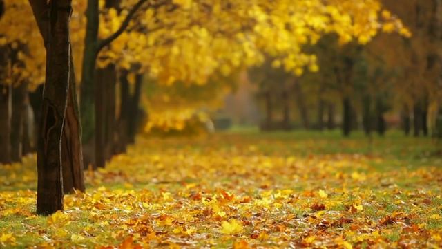 МУЗЫКАЛЬНЫЕ  КЛИПЫ