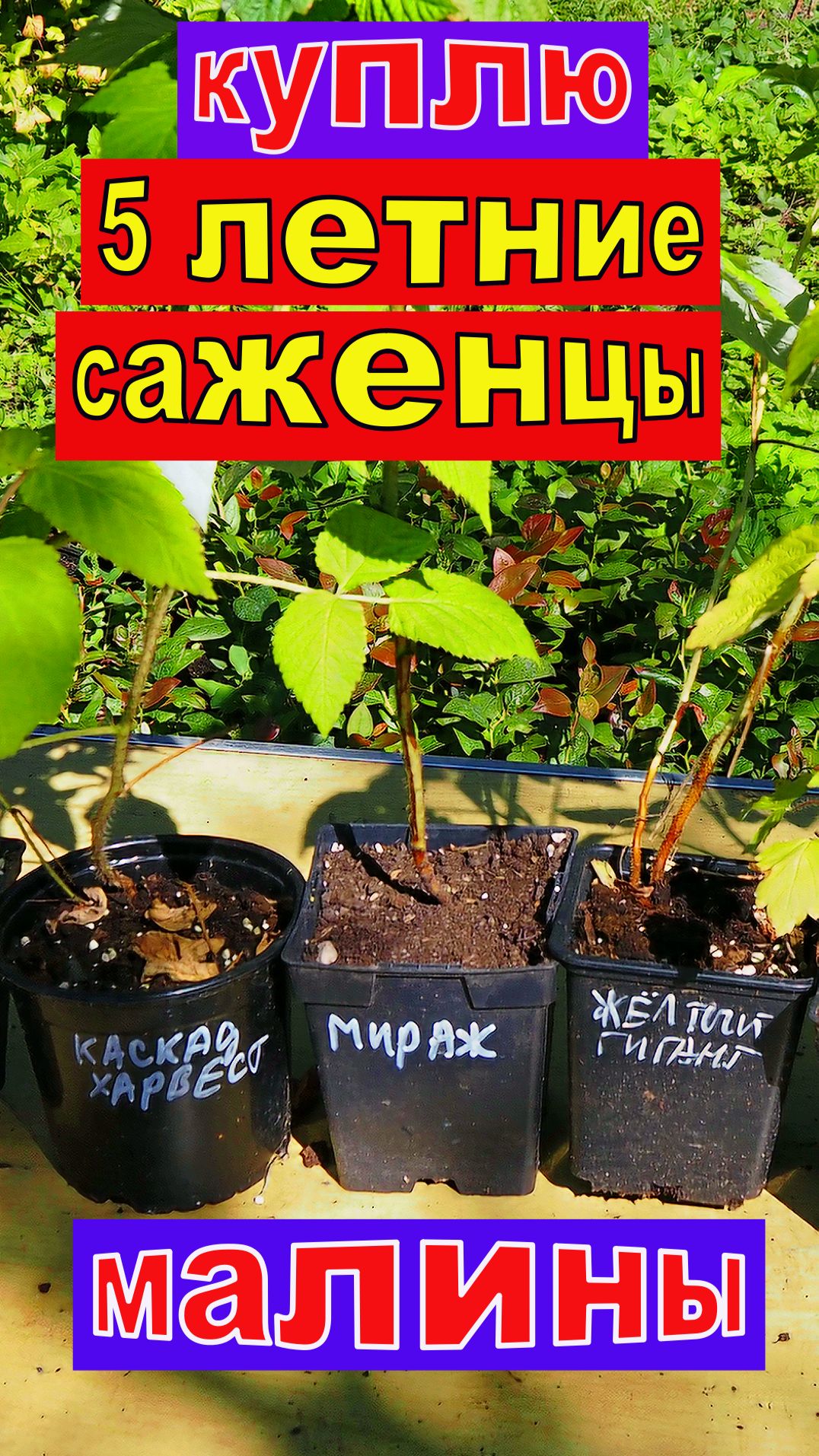 Саженцы