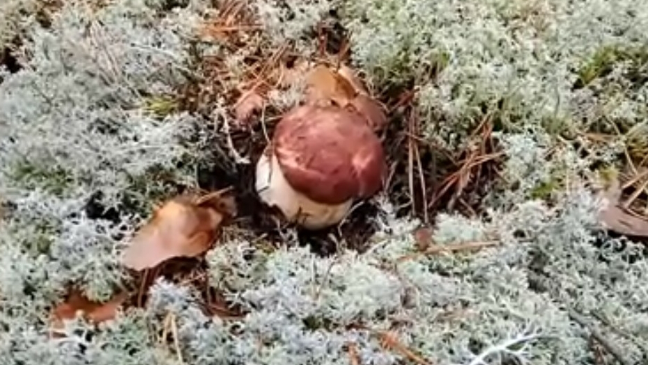 Заготовки на зиму