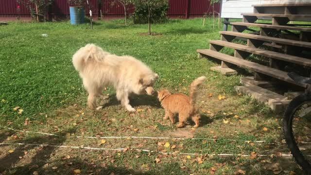 Котенок Альф
