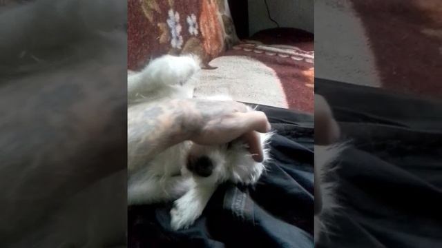 #Сторожевая собака