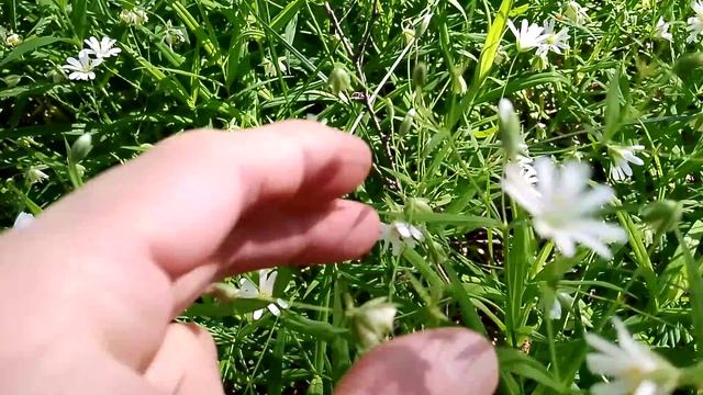 ПОЛЕЗНЫЕ  ДИКОРОСЫ