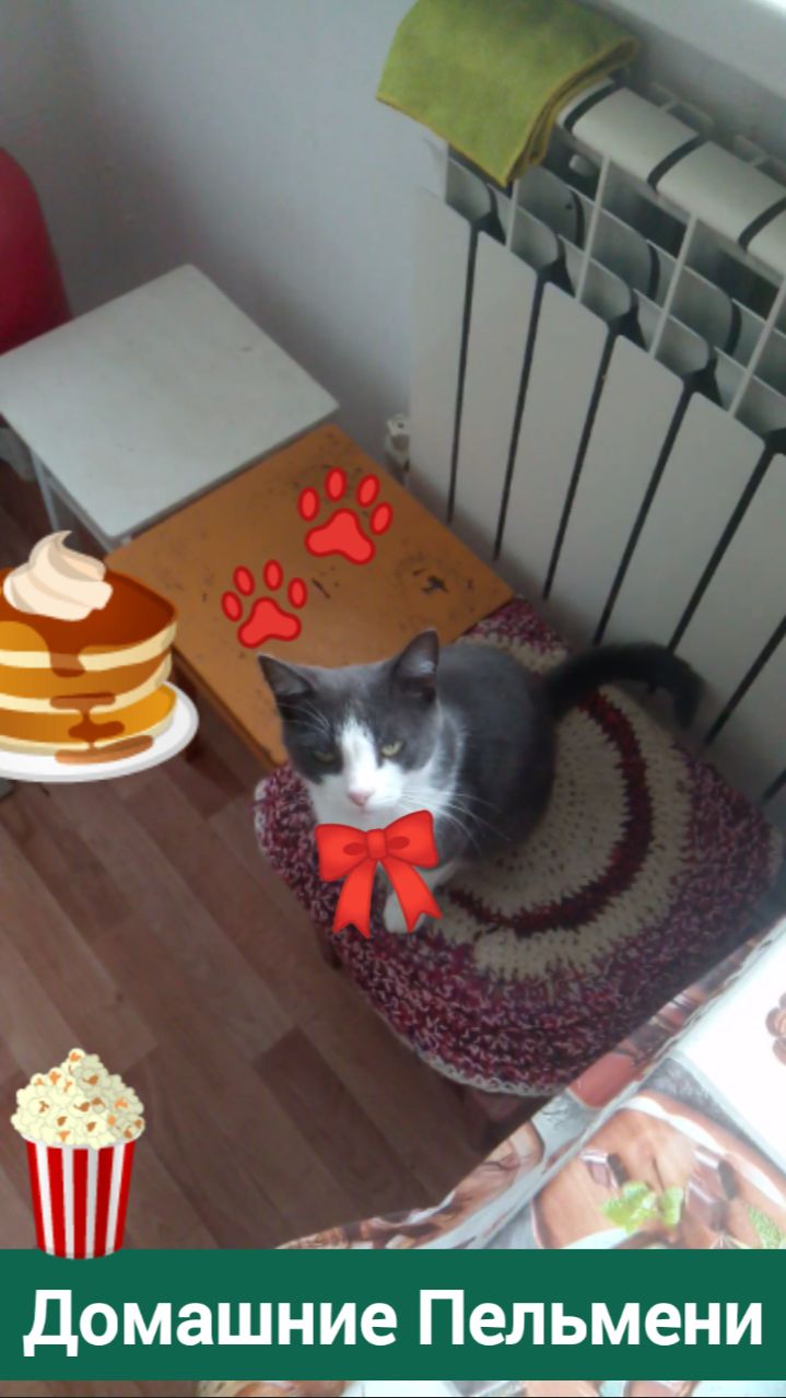 Кошка Фрося