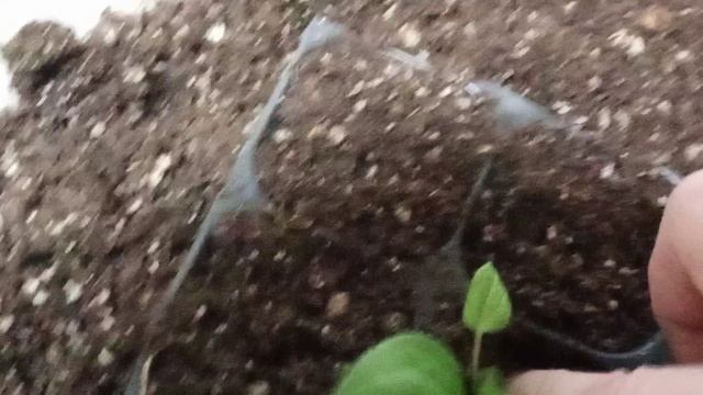 Кайзер # 5 Клематис