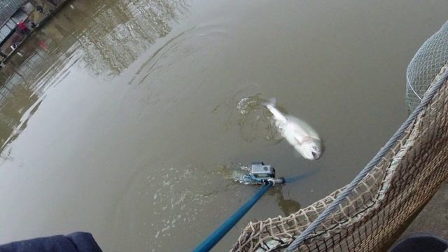Все о форели и форелевой рыбалке