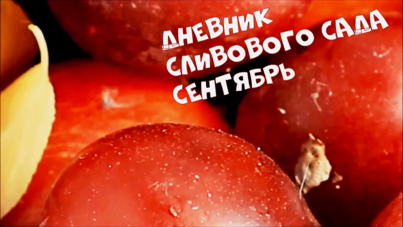 дача 2026
