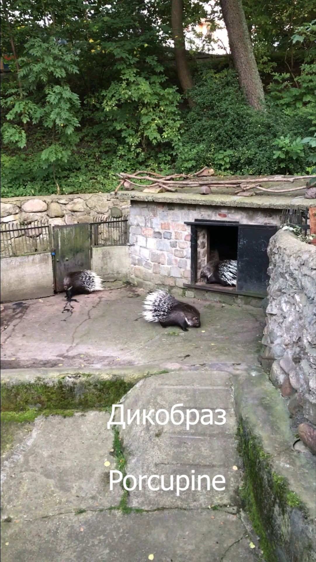 Калининградский зоопарк