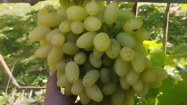 Плодовые деревья .
