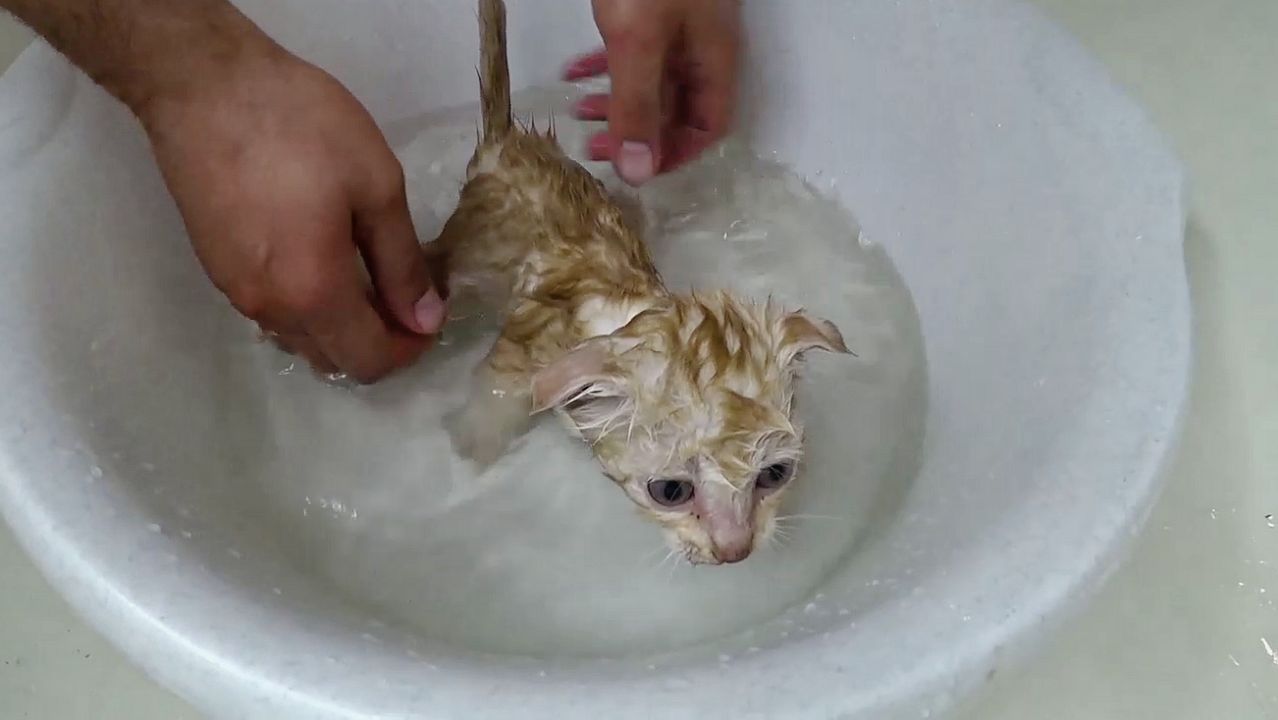 Спасение кошек и котят