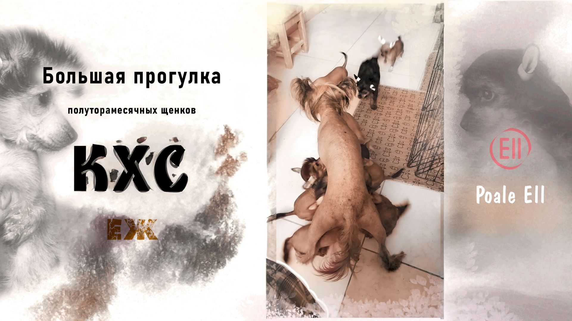 Помёт Е