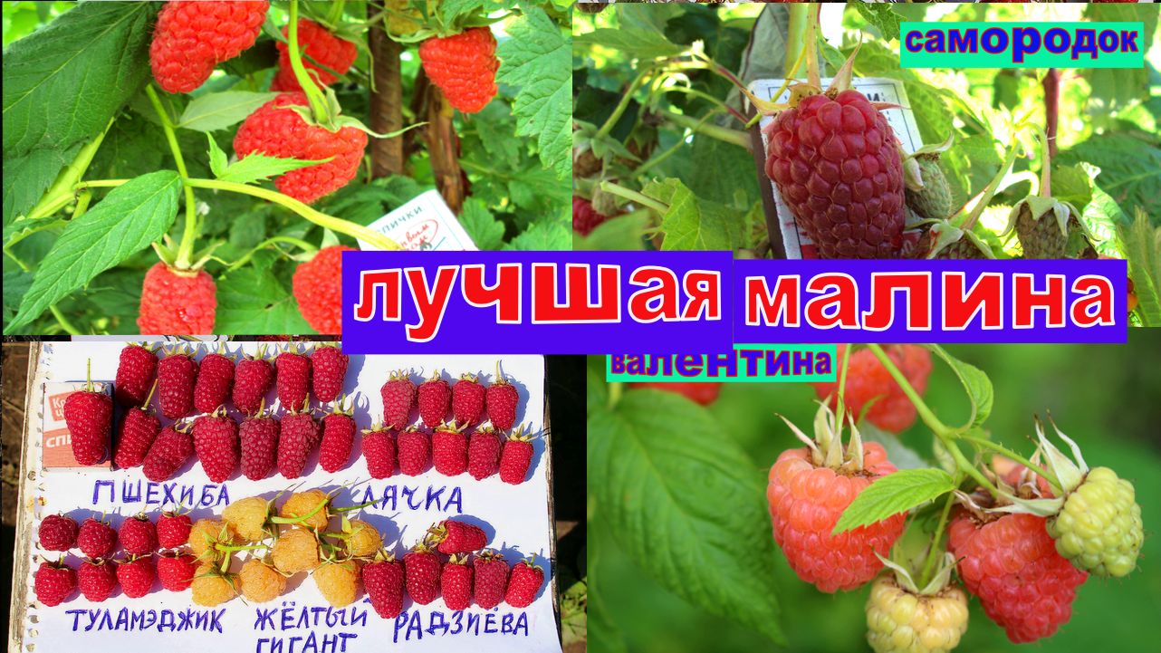 Малина
