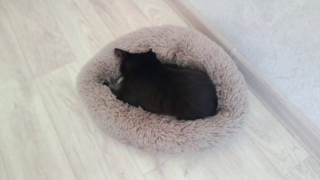 Кошка Маруся (Марик)