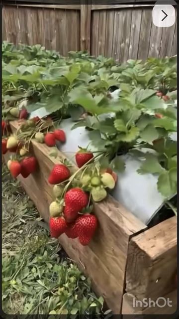 Эстетика деревенской жизни