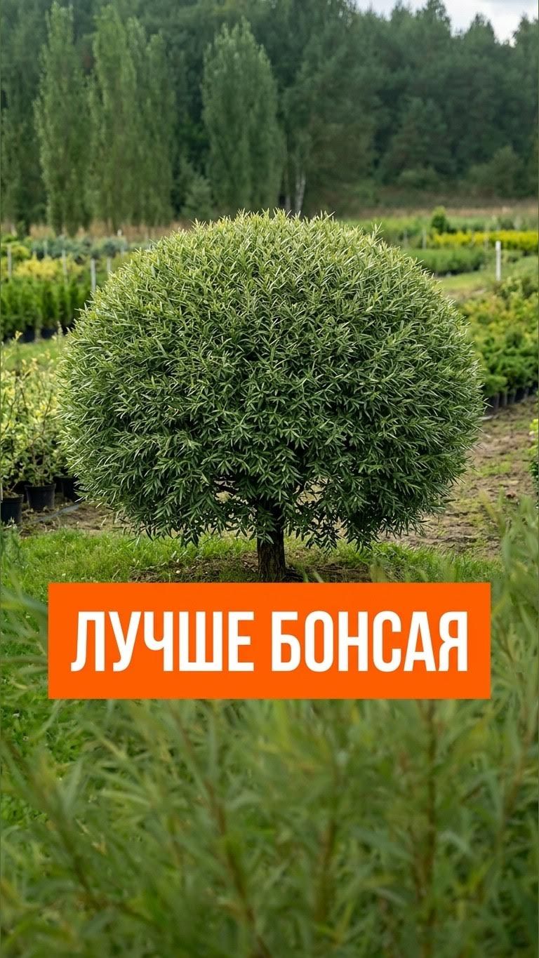 Ивы
