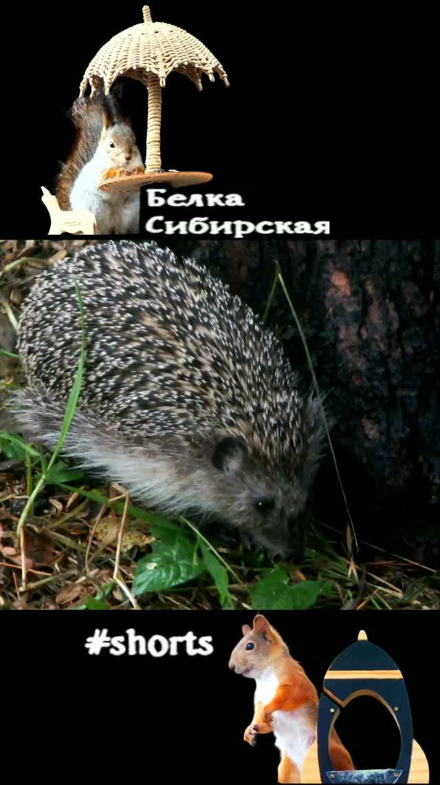 Тихие обитатели сибирского леса