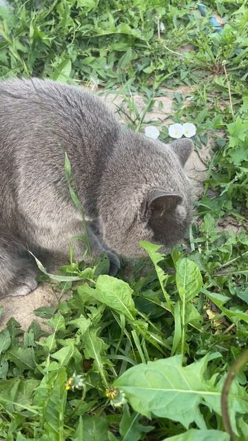 Коты 🐱