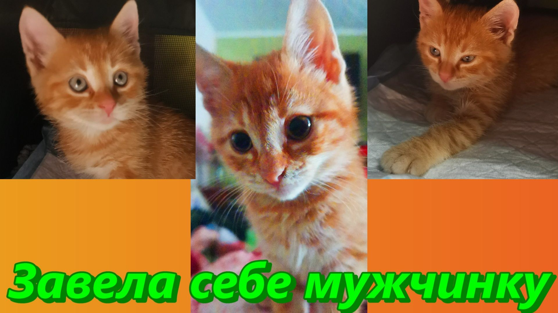 Животные