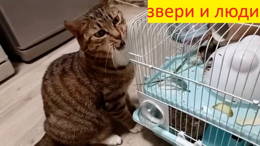 хомяки