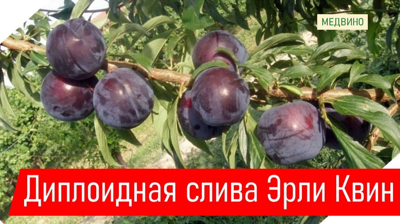 Обзоры сортов
