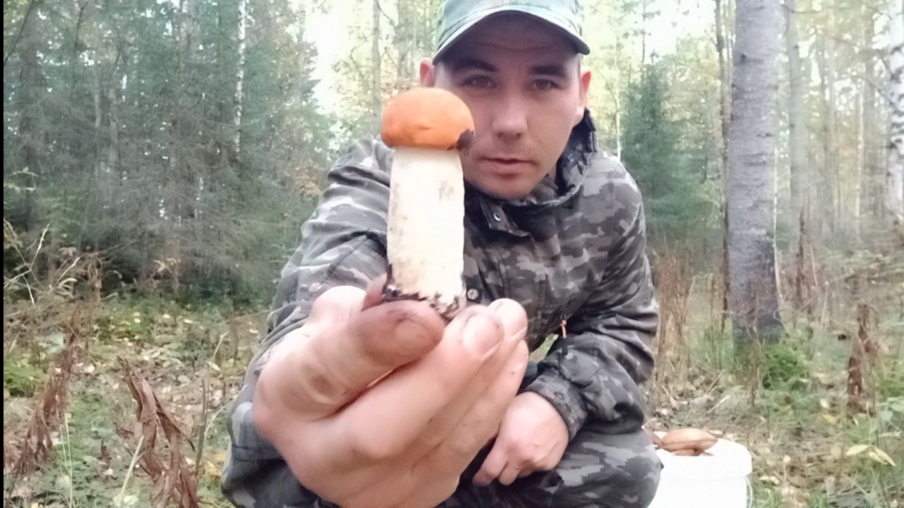 Грибы и ягоды
