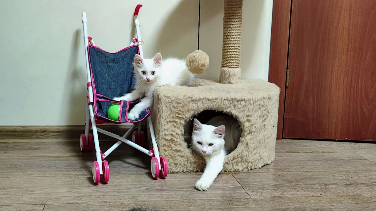 Мама-кошка и ее котята.