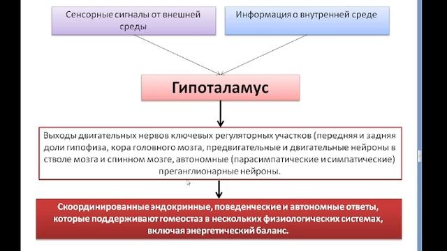 Физиология питания