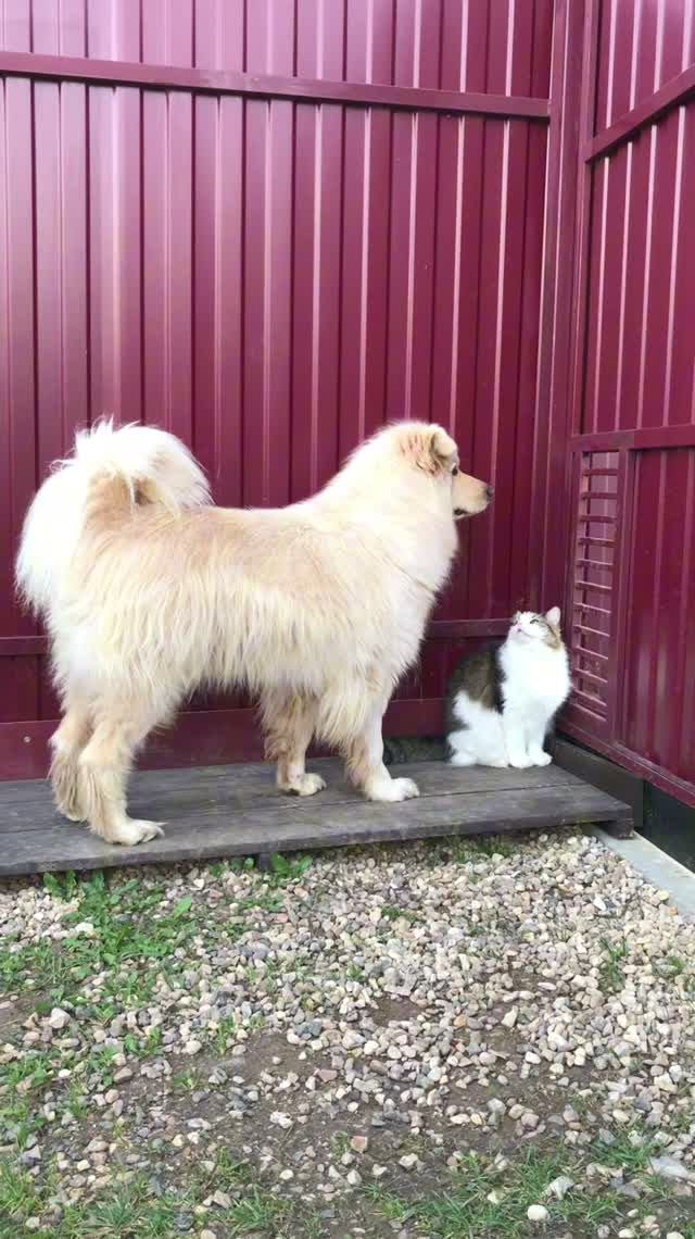 Наши котики Лисик и Масик!
