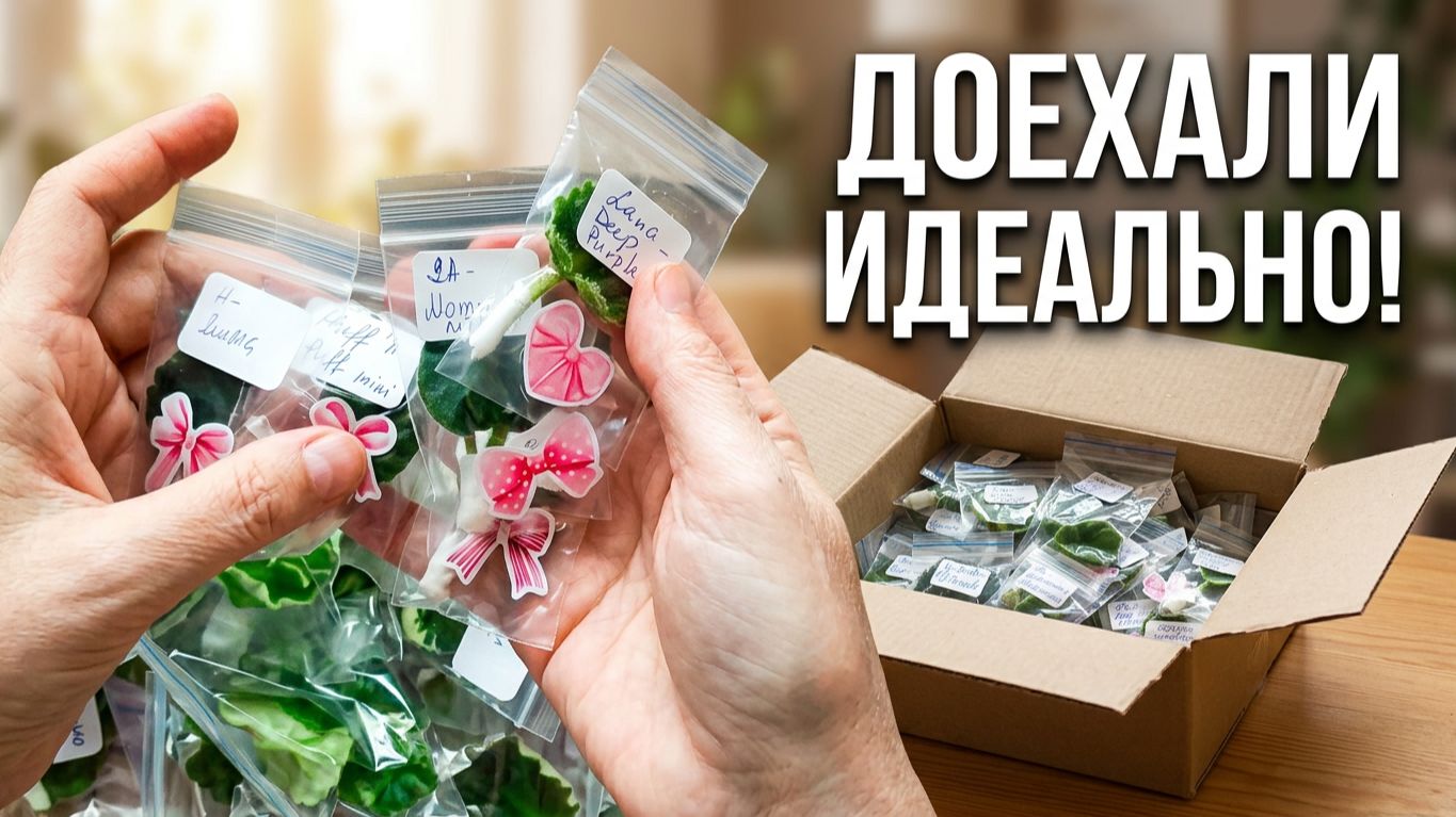 Миниатюрные фиалки