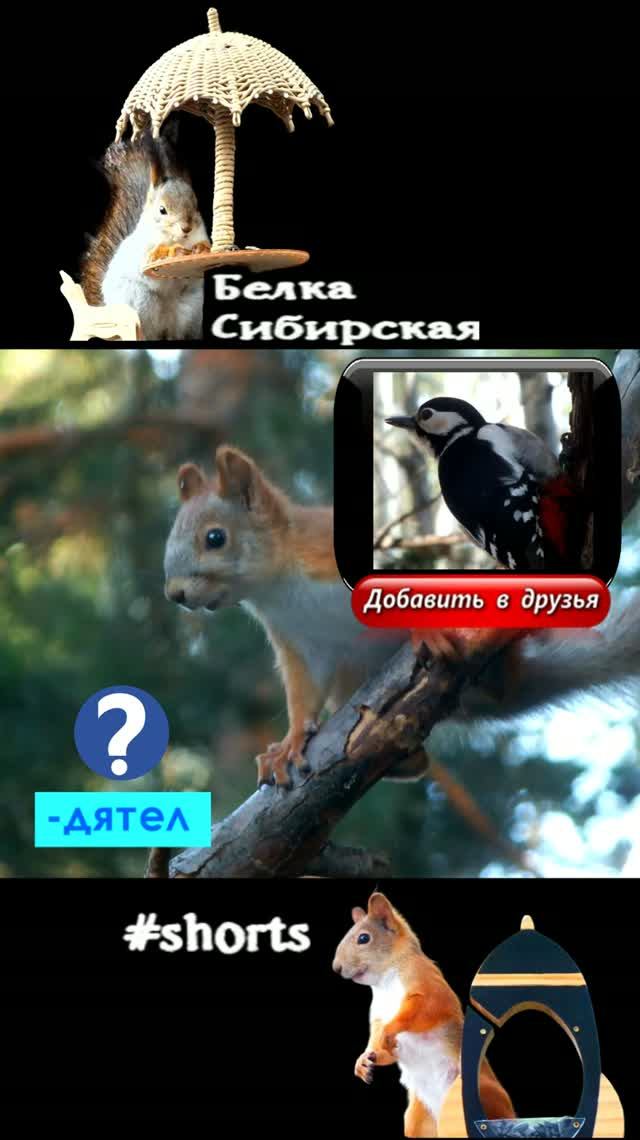 Веселая белка 🐿️