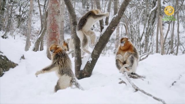 В Мире Животных
