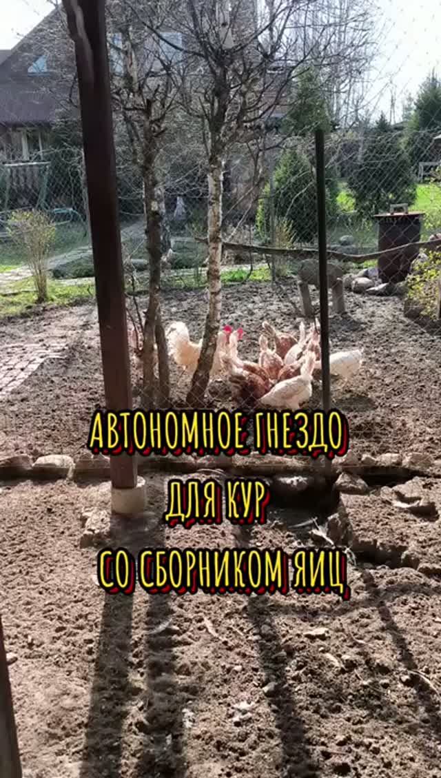 Автономный курятник на 25 голов до 30 дней. Курятник на даче