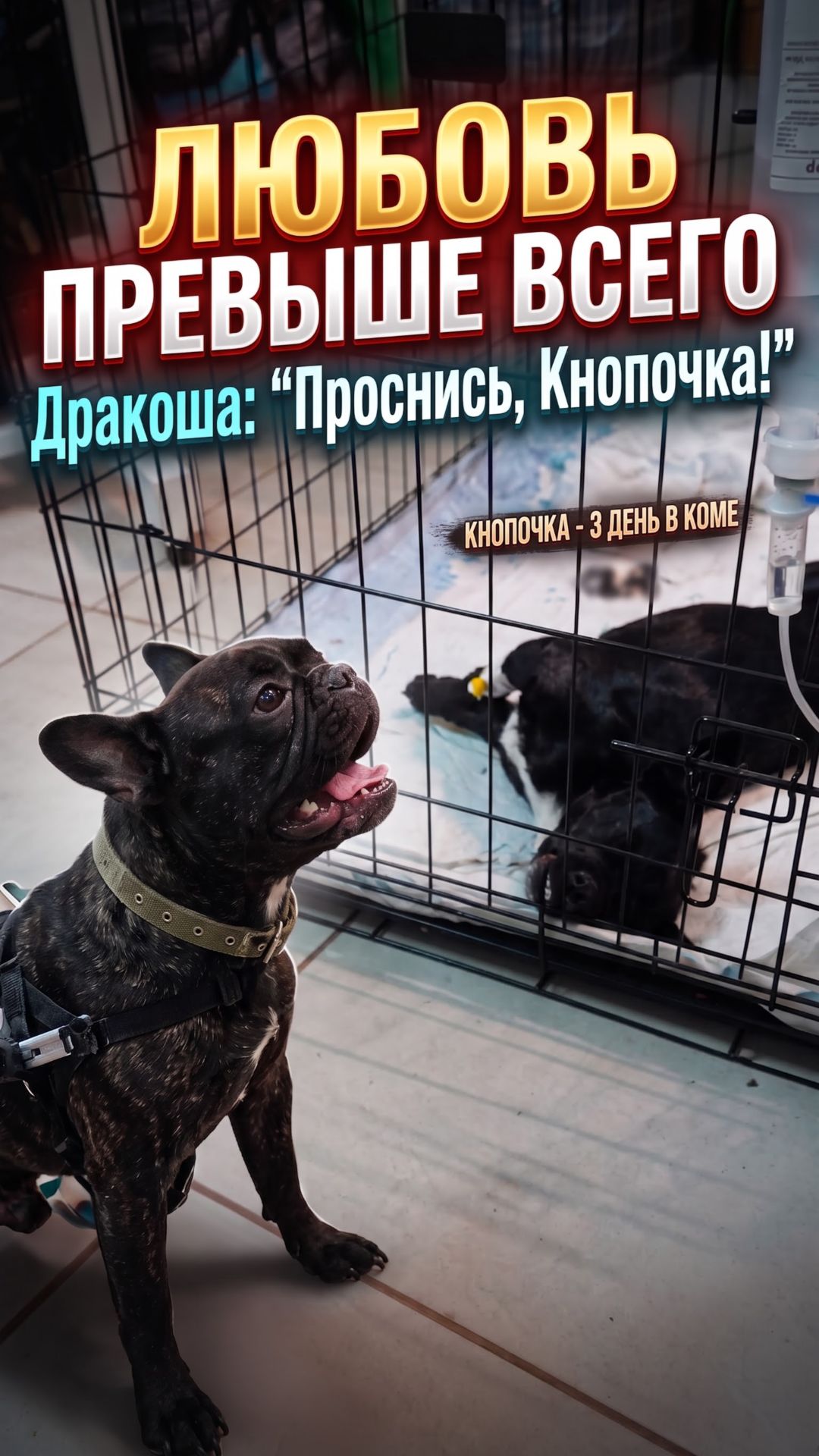 Дракоша