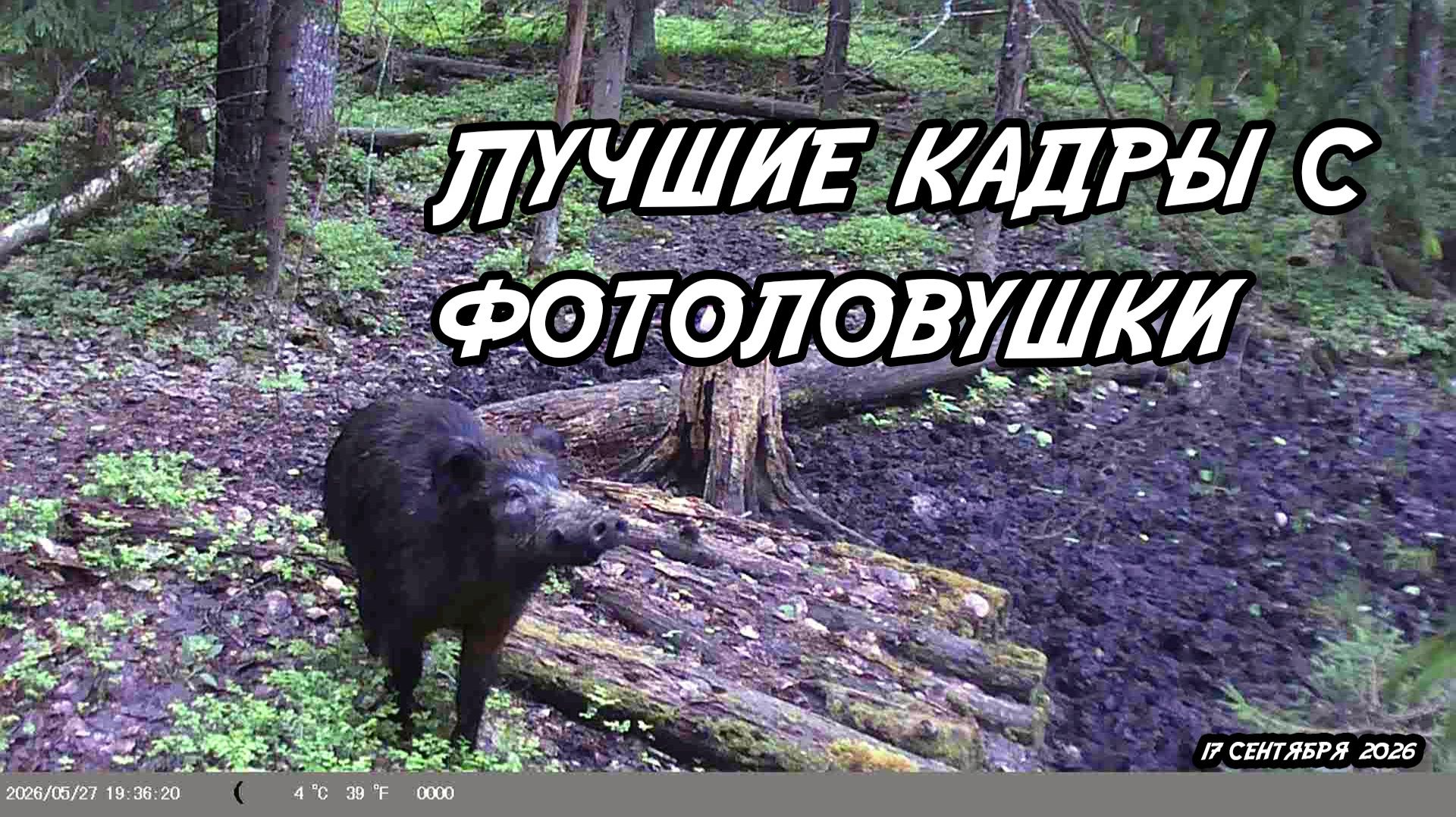 Сезон сбора грибов. Осень 2026