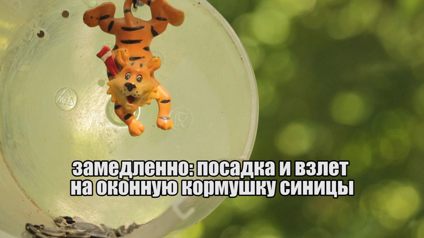 МОЕ ВИДЕО РАЗНОЕ